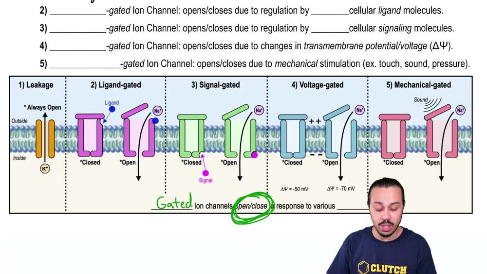 Mechanically Gated Channels