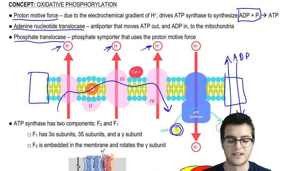 Photophosphorylation Vs Oxidative Phosphorylation