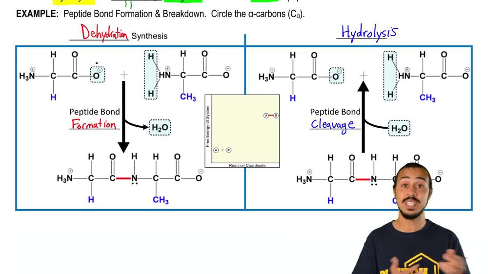 Formation Of A Peptide Bond