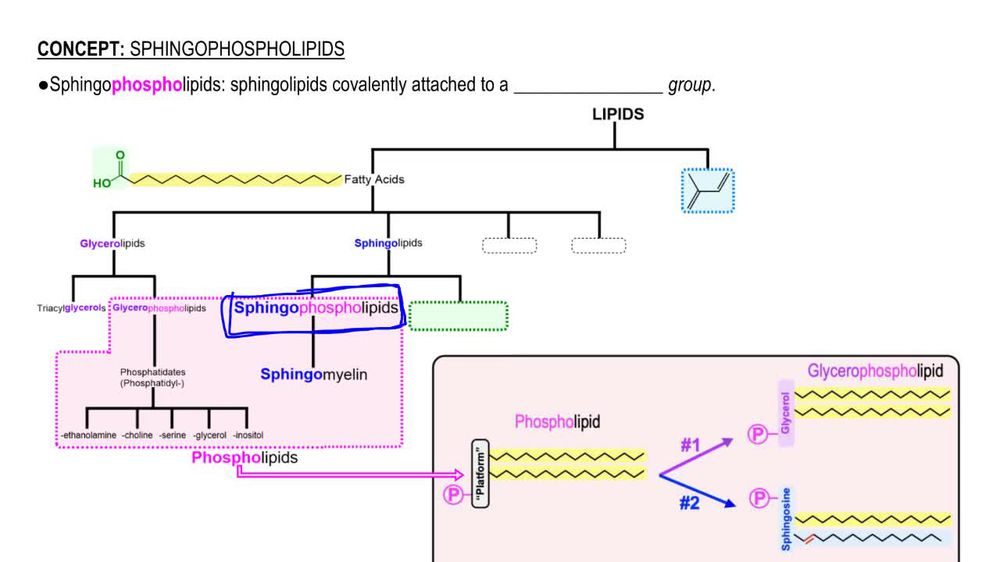 Sphingophospholipid Structure