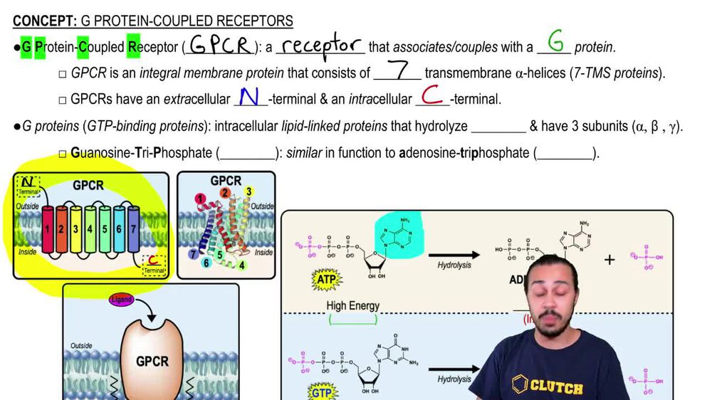 G Protein Coupled Receptors Diagram