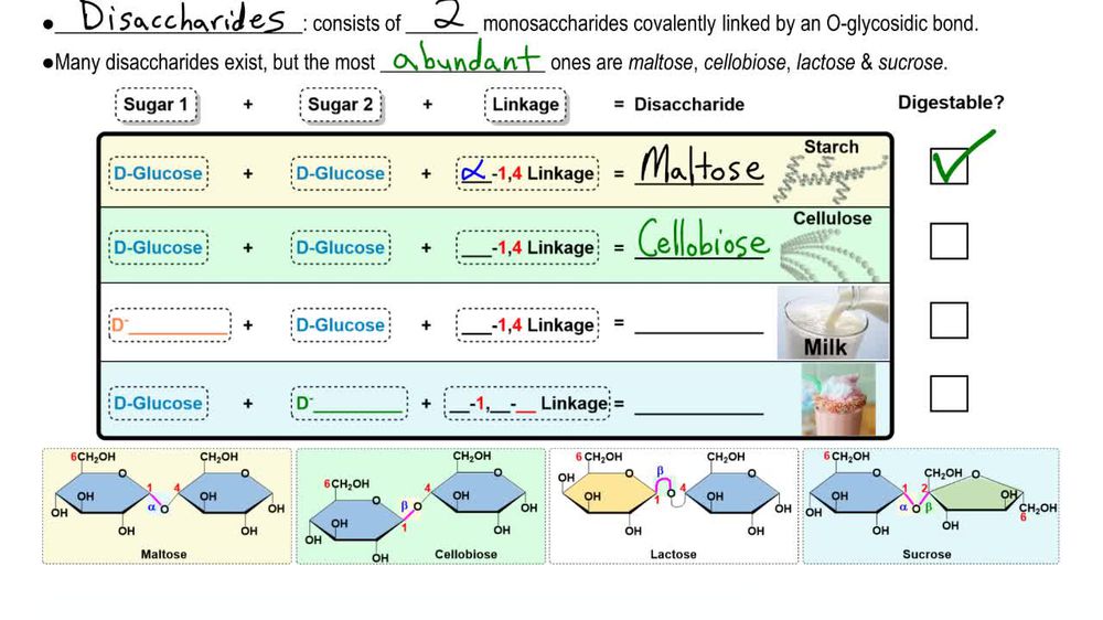 Disaccharide Examples Of Carbohydrates What Are Some Examples Of Foods