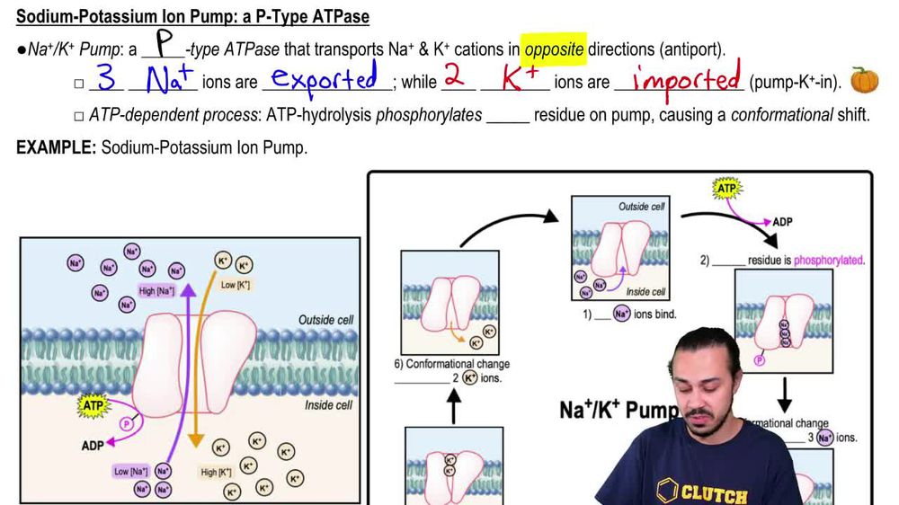 Sodium Potassium Pump Diagram