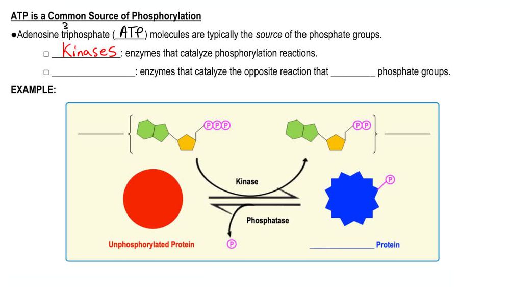 Phosphorylation Reaction Mechanism