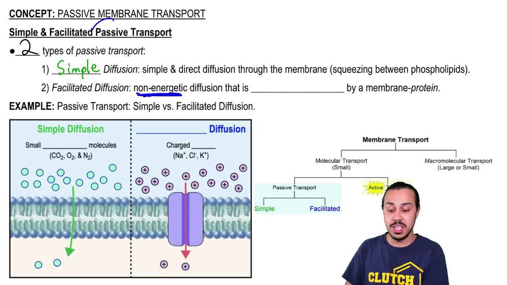 Passive Transport