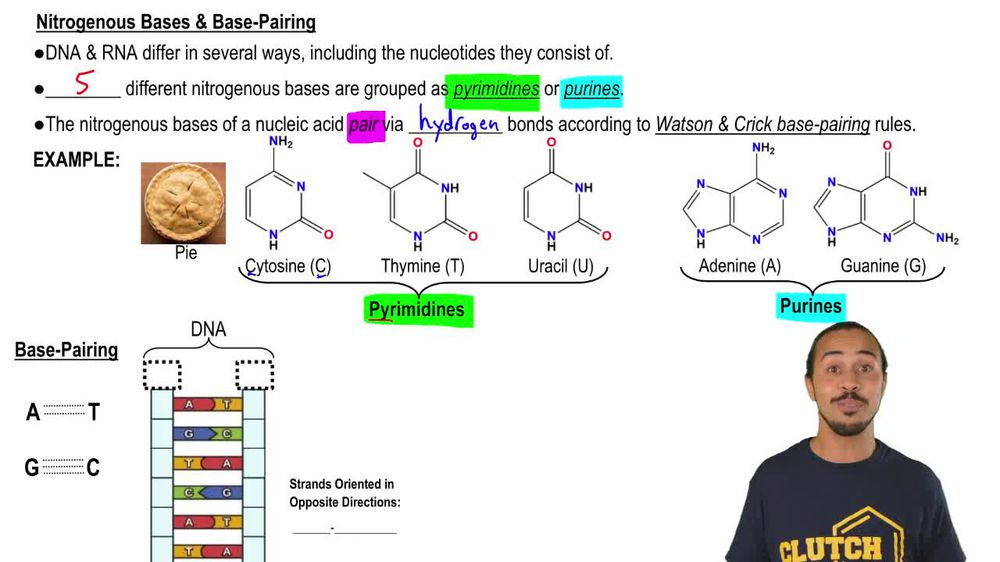 Nitrogenous Base Pairing