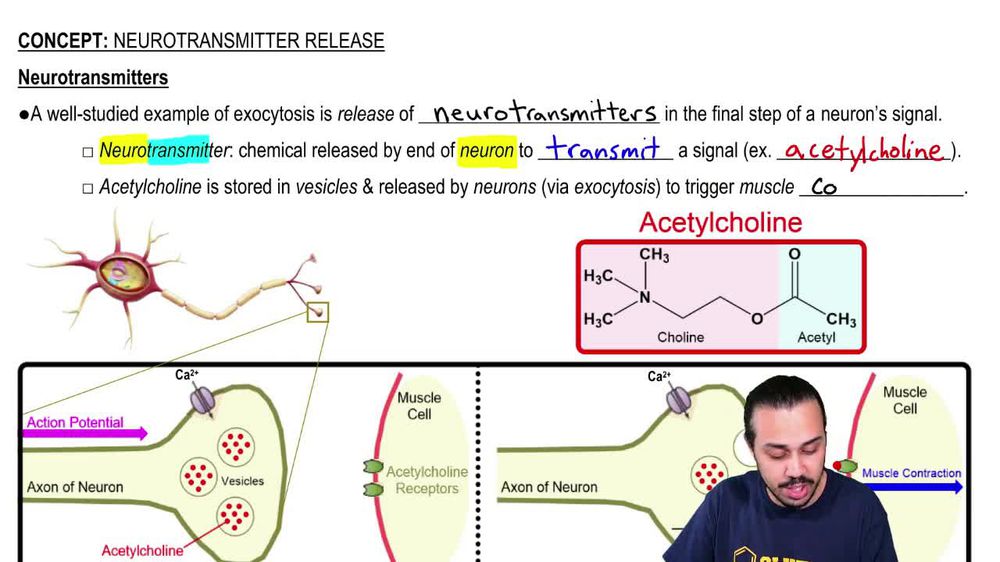 Neurotransmitters Acetylcholine