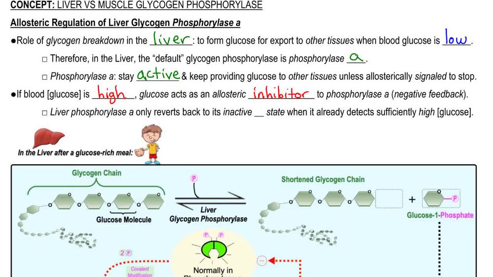 Glycogen Liver