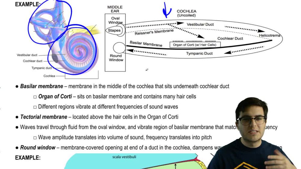 Basilar Membrane Animation