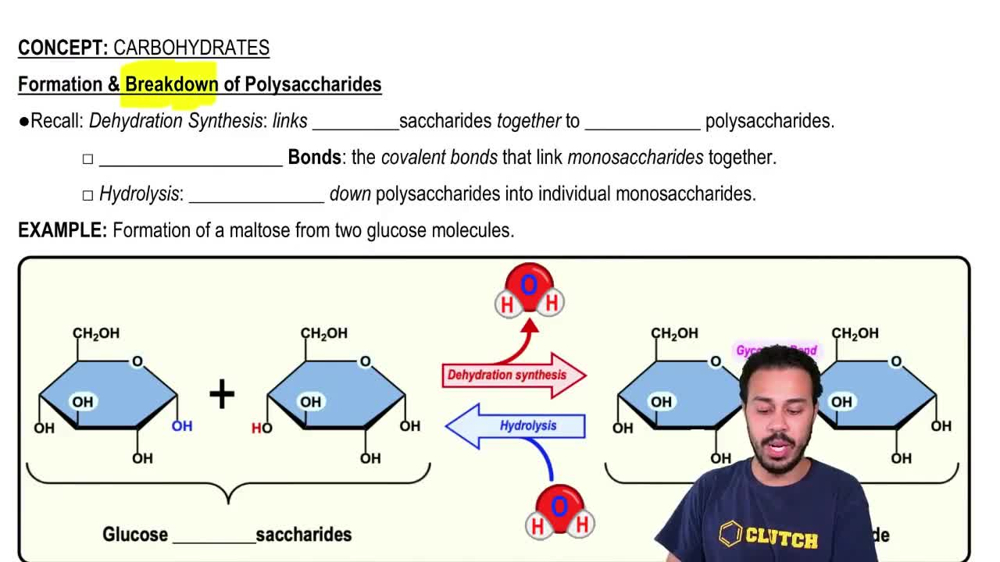 Carbohydrates Examples Biology