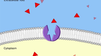 Facilitated Diffusion Diagram Pearson