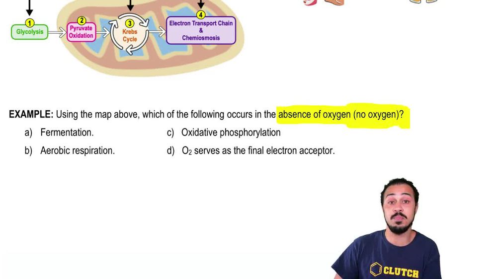 Anaerobic Respiration Examples
