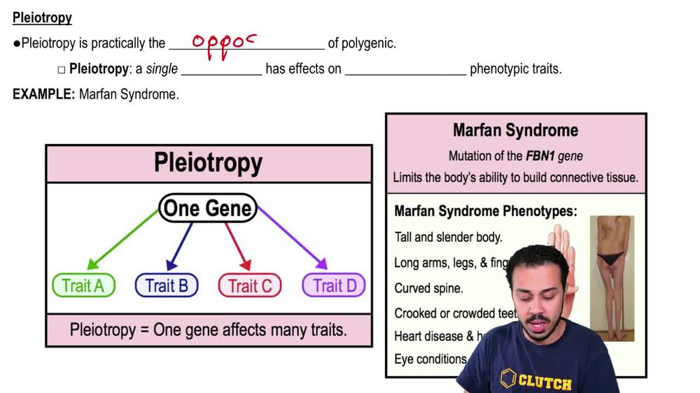Pleiotropy Examples In Humans