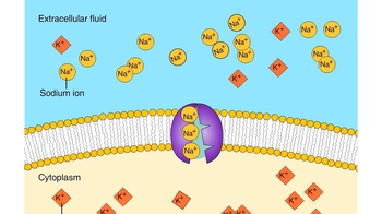 Cellular Transport Cartoon