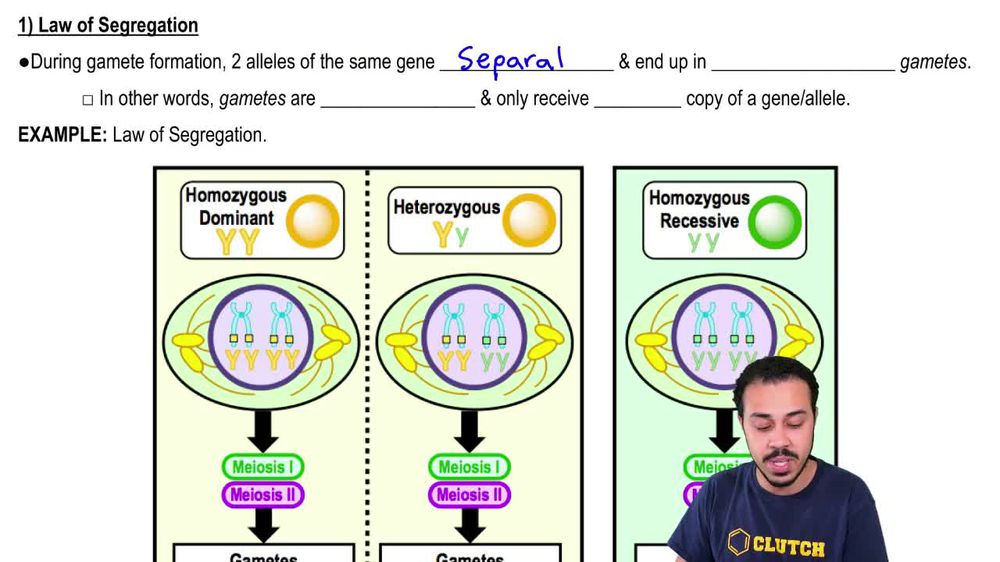 Law Of Segregation Diagram