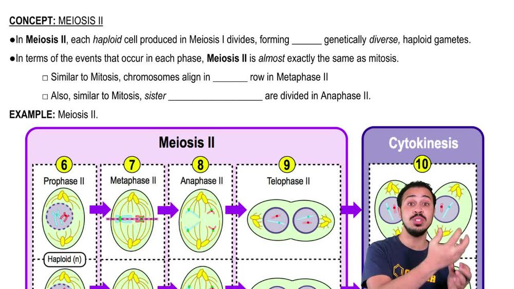 Stages Of Meiosis I And Ii Masteringbiology