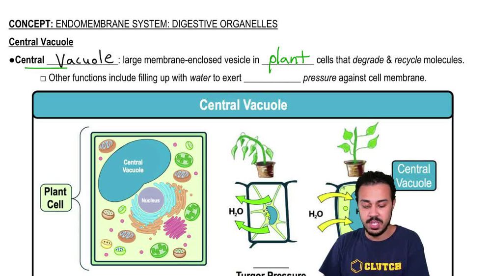 Central Vacuole
