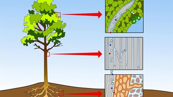 Transpiration Pull Experiment