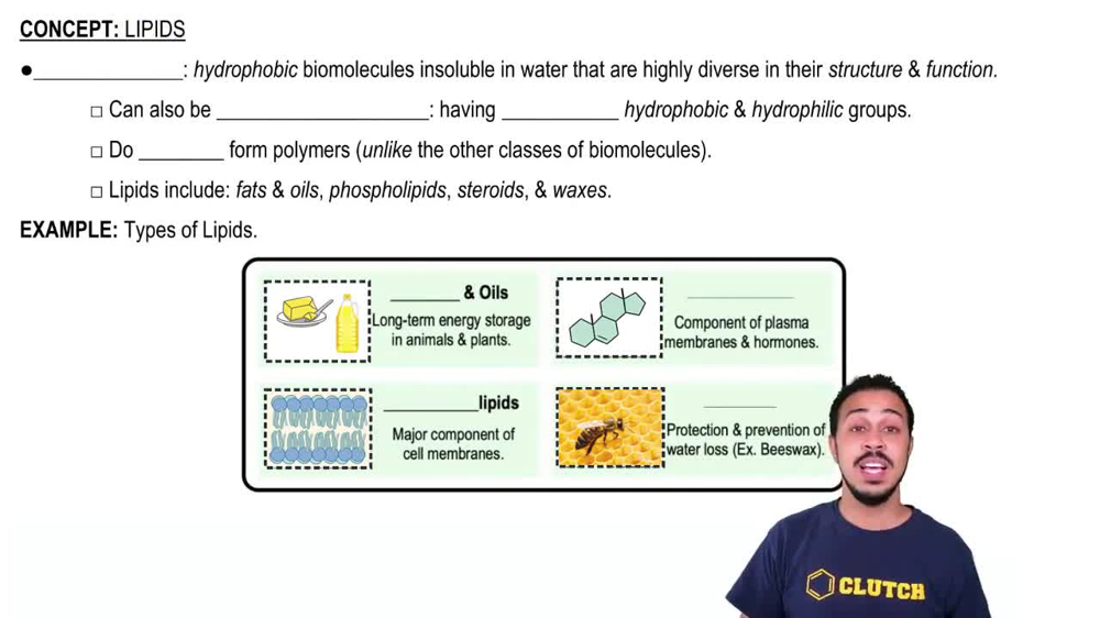 Examples Of Lipids In Biology