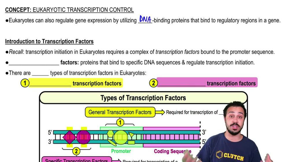 Transcription Factors
