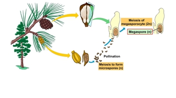 Simple Conifer Life Cycle