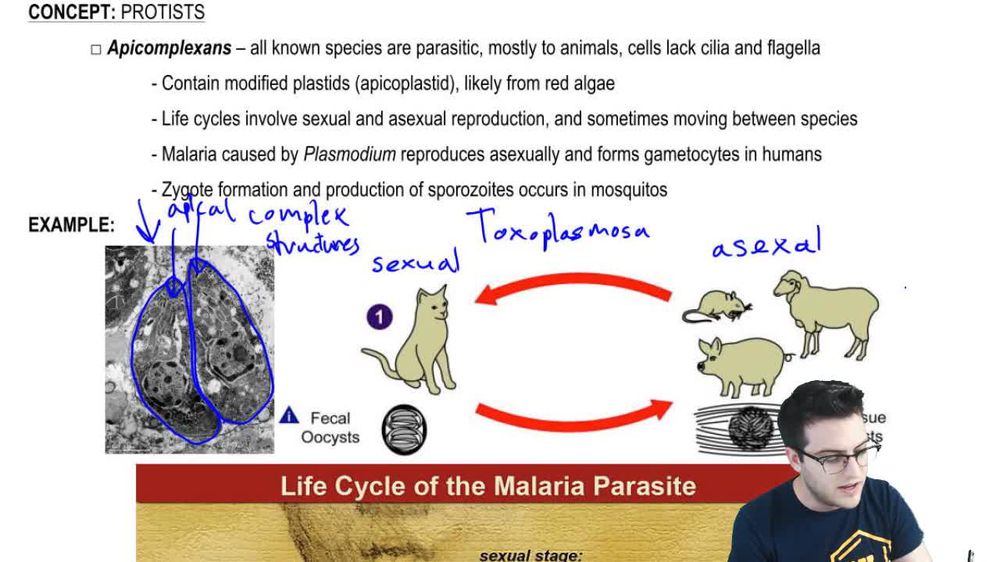 Malaria Protist Example