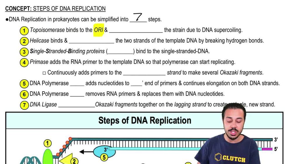 Dna Replication Steps For Dummies
