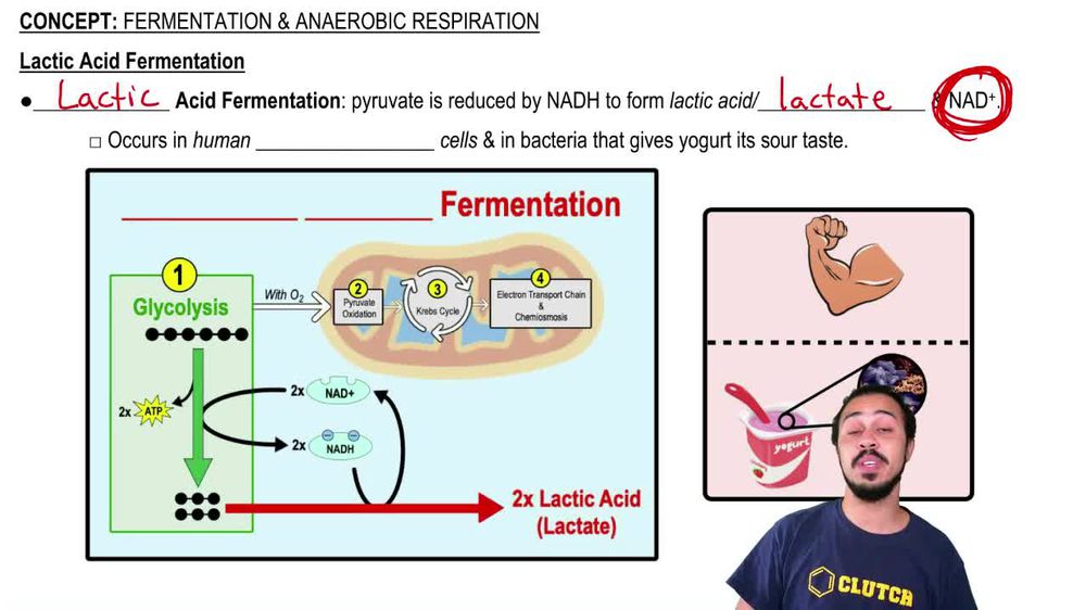 Lactic Acid Fermentation Yogurt