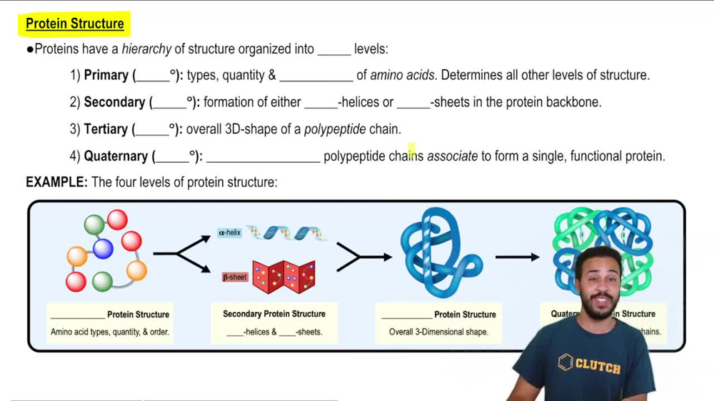Protein Primary Secondary Tertiary And Quaternary Structure