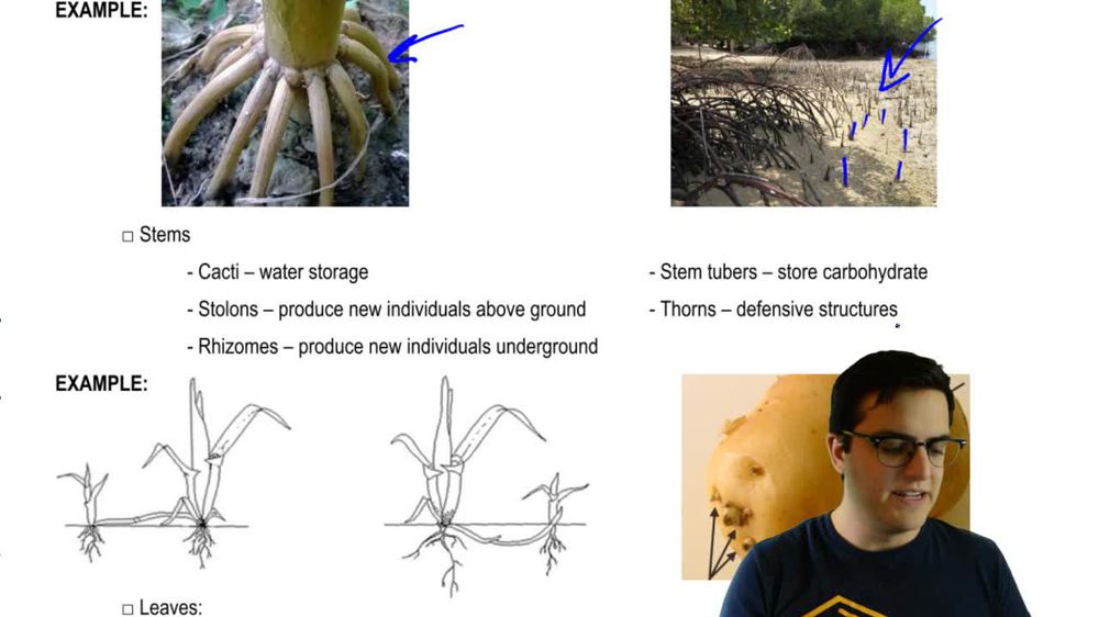 Types Of Modified Leaves