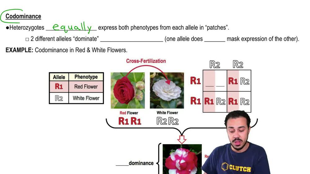 Incomplete Dominance Snapdragons