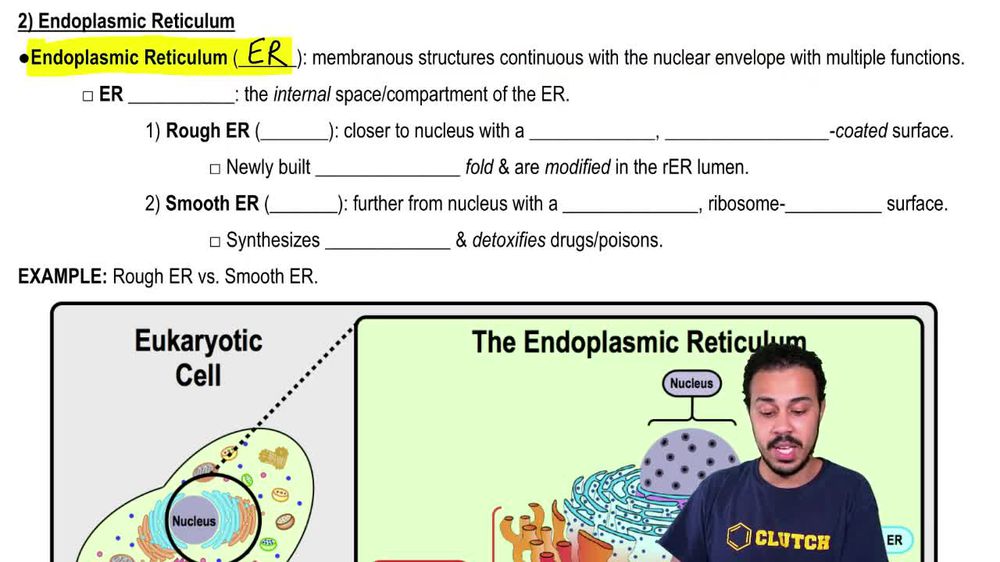 Lumen Endoplasmic Reticulum Diagram