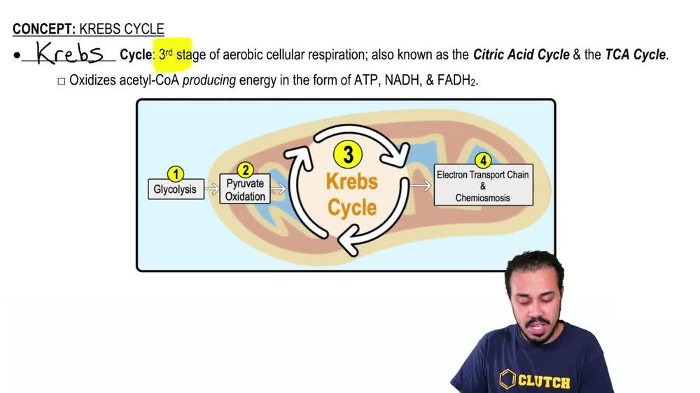 Krebs Cycle Animation