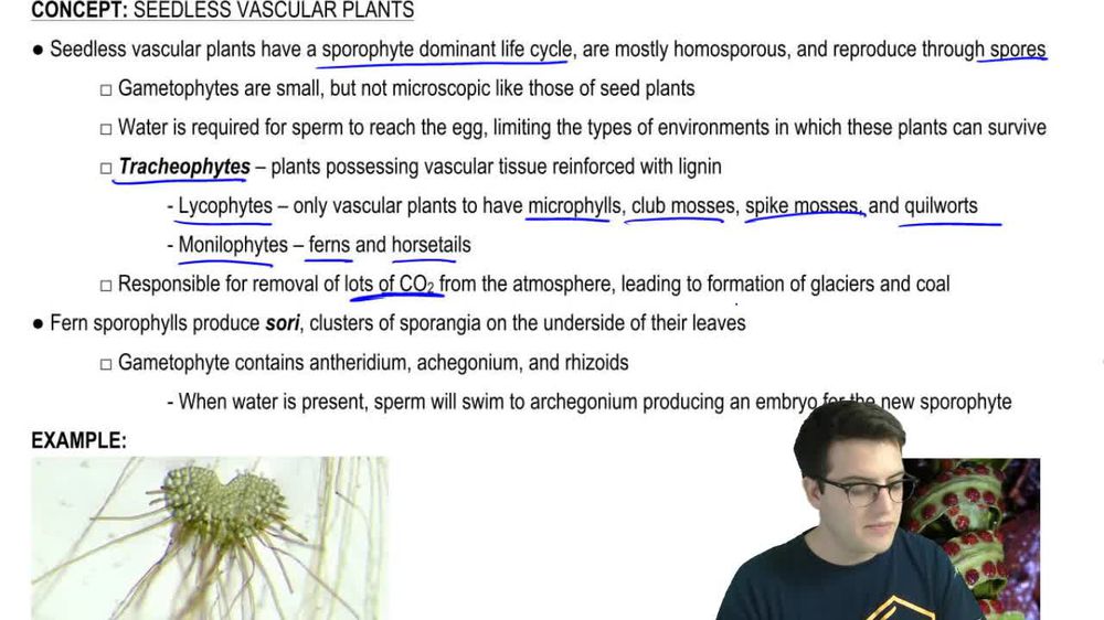 Seedless Vascular Plants Life Cycle