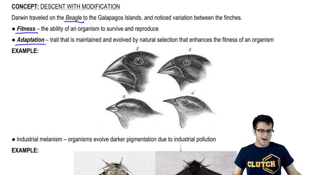 Adaptation Examples Biology