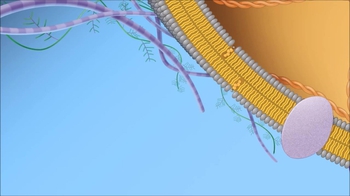 Cell Membrane Structure And Function Animation