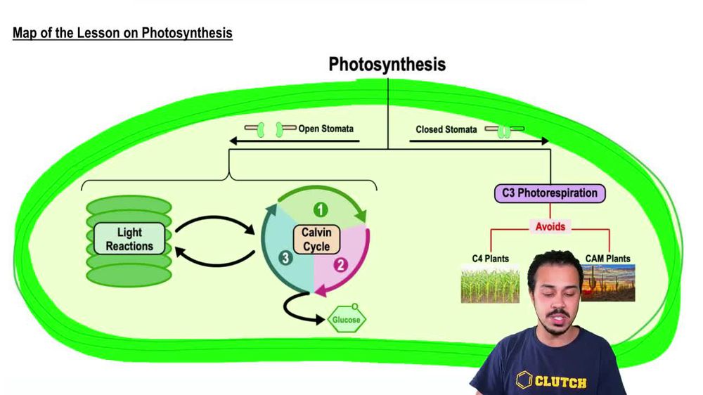 Location Of Light Reactions In Chloroplast