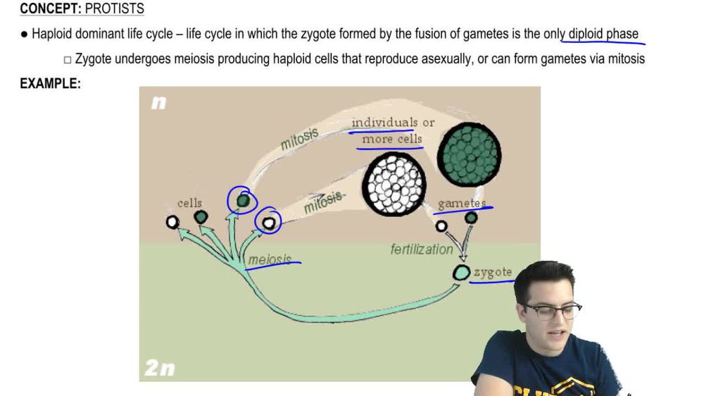 Angiosperm Life Cycle Pearson Angiosperm Reproduction And