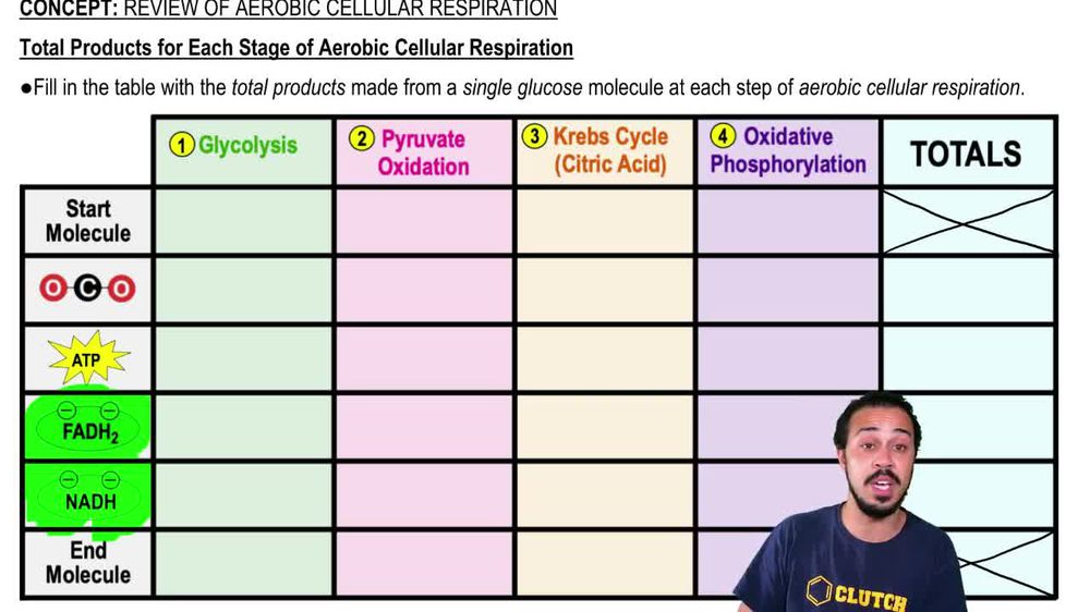 Stages Of Cellular Respiration Chart