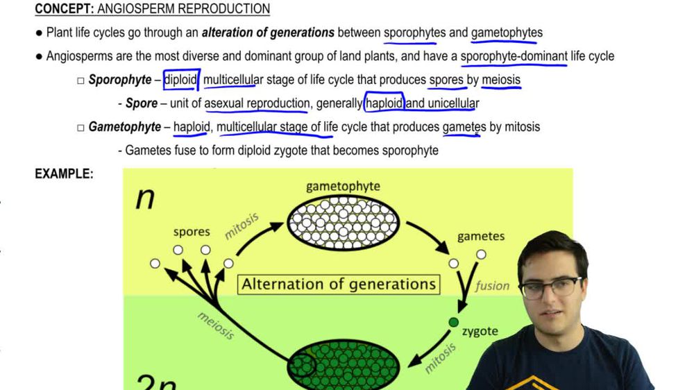Angiosperm Life Cycle Pearson Angiosperm Reproduction And