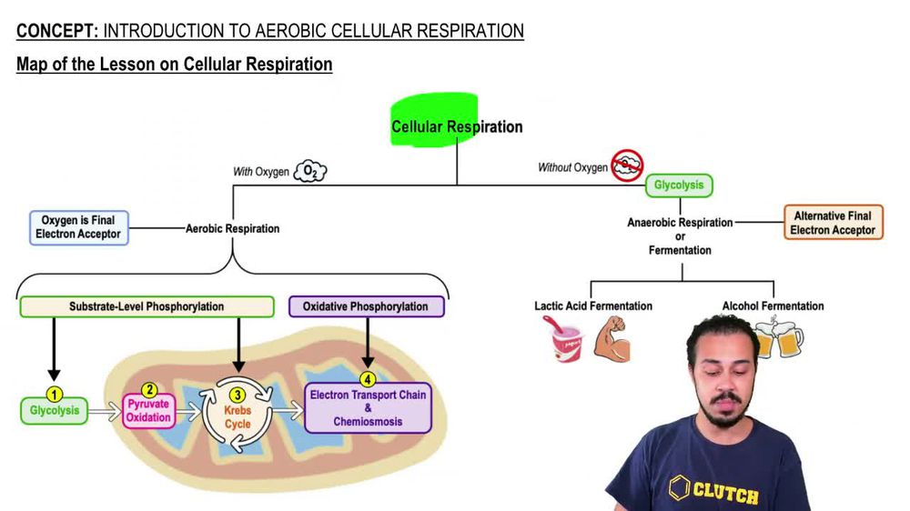 Cellular Respiration And Photosynthesis Concept Map