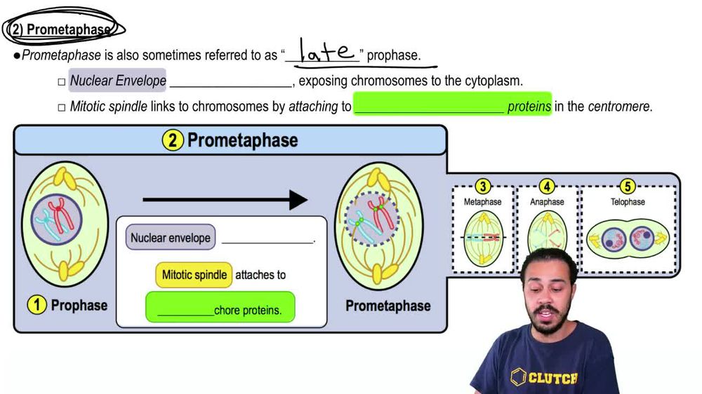 Late Metaphase