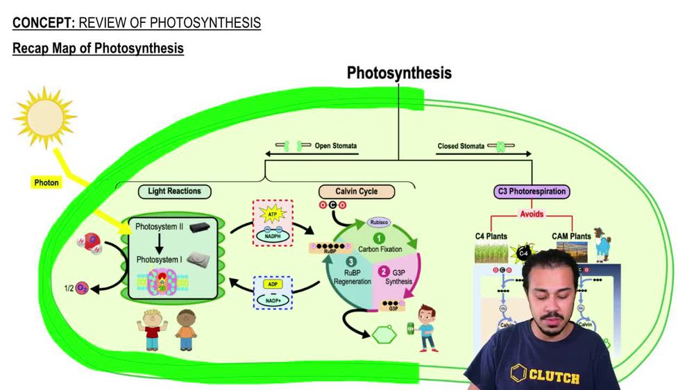 Photosynthesis Concept Map Worksheet