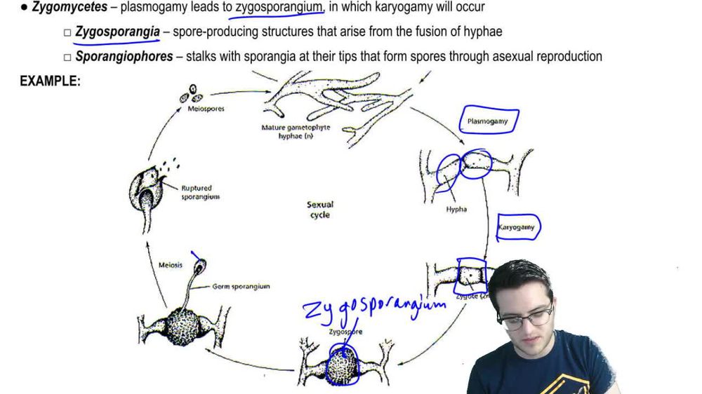 Phylum Zygomycota Life Cycle