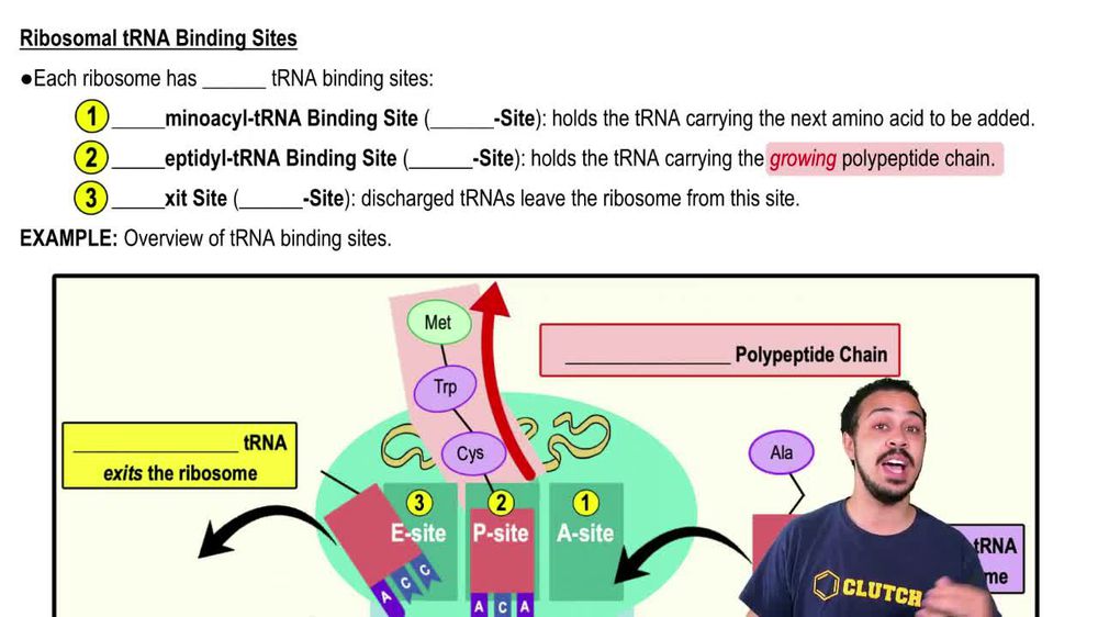 Trna Binding Sites