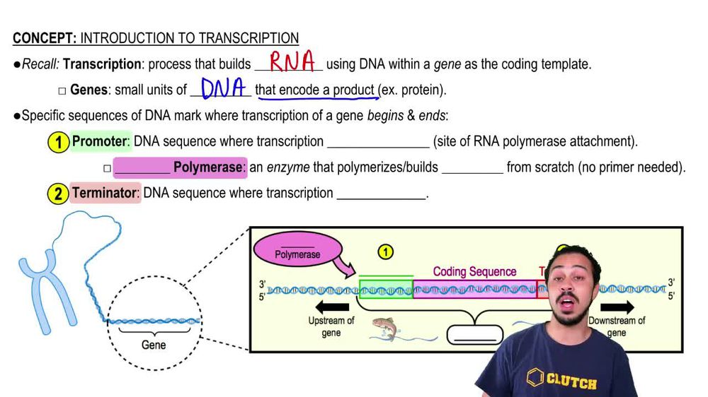 Dna Replication Transcription And Translation Worksheet