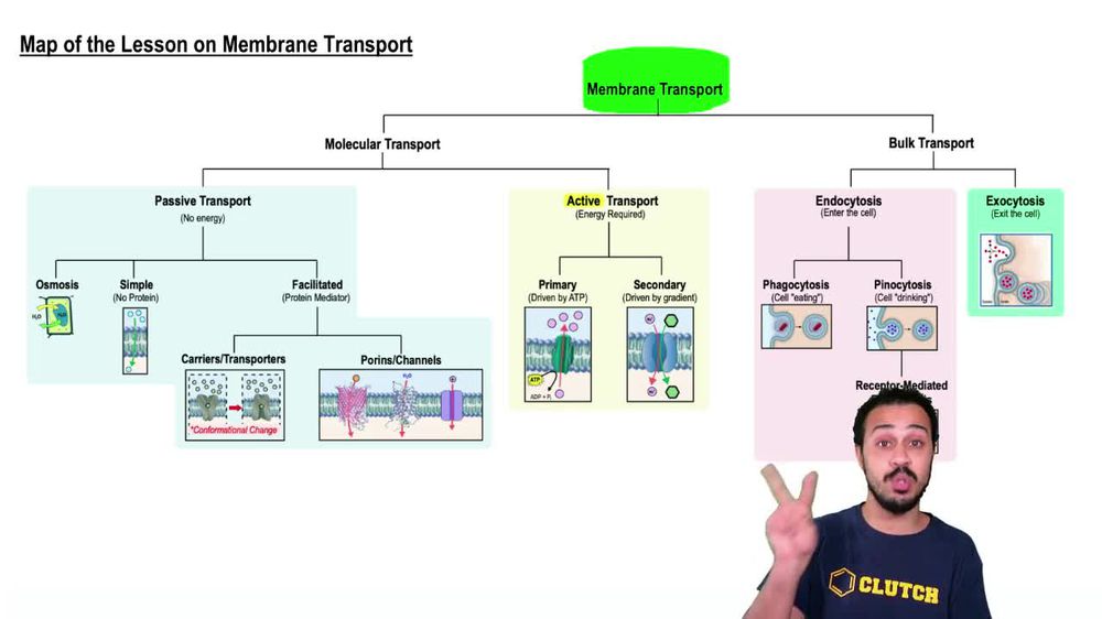 Active Transport Diagram Pearson