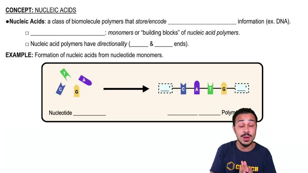 Nucleic Acids Examples Biology