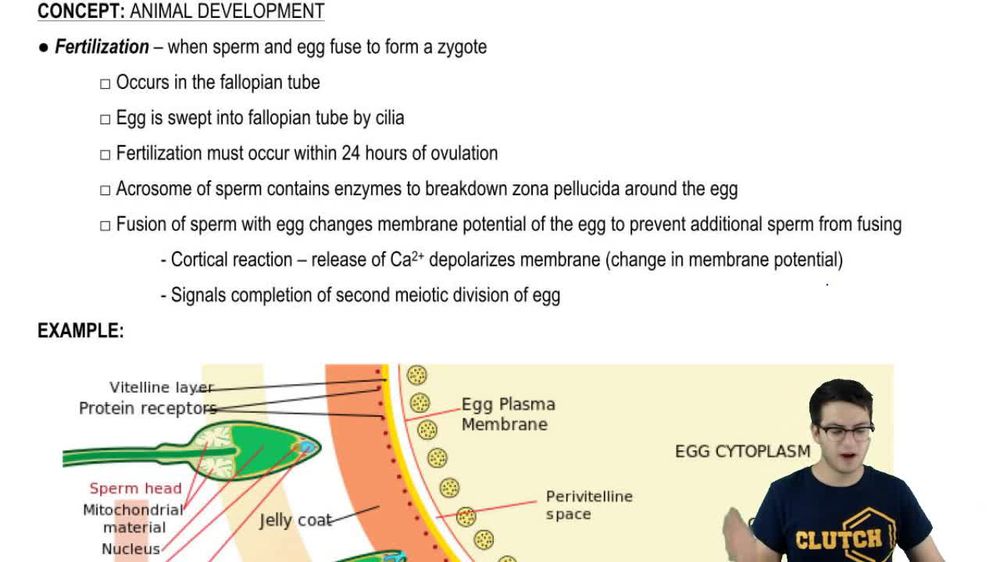 General Embryology Detailed Animation On Gastrulation