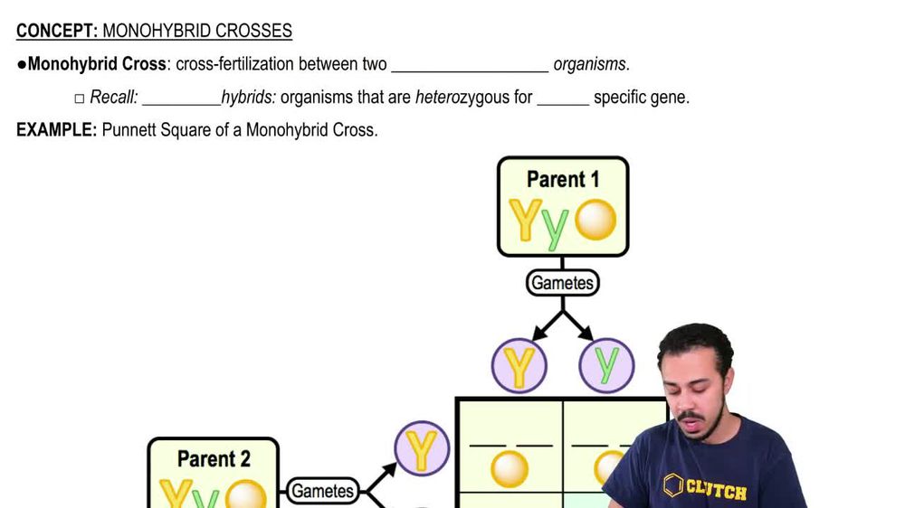 Monohybrid Cross Punnett Square